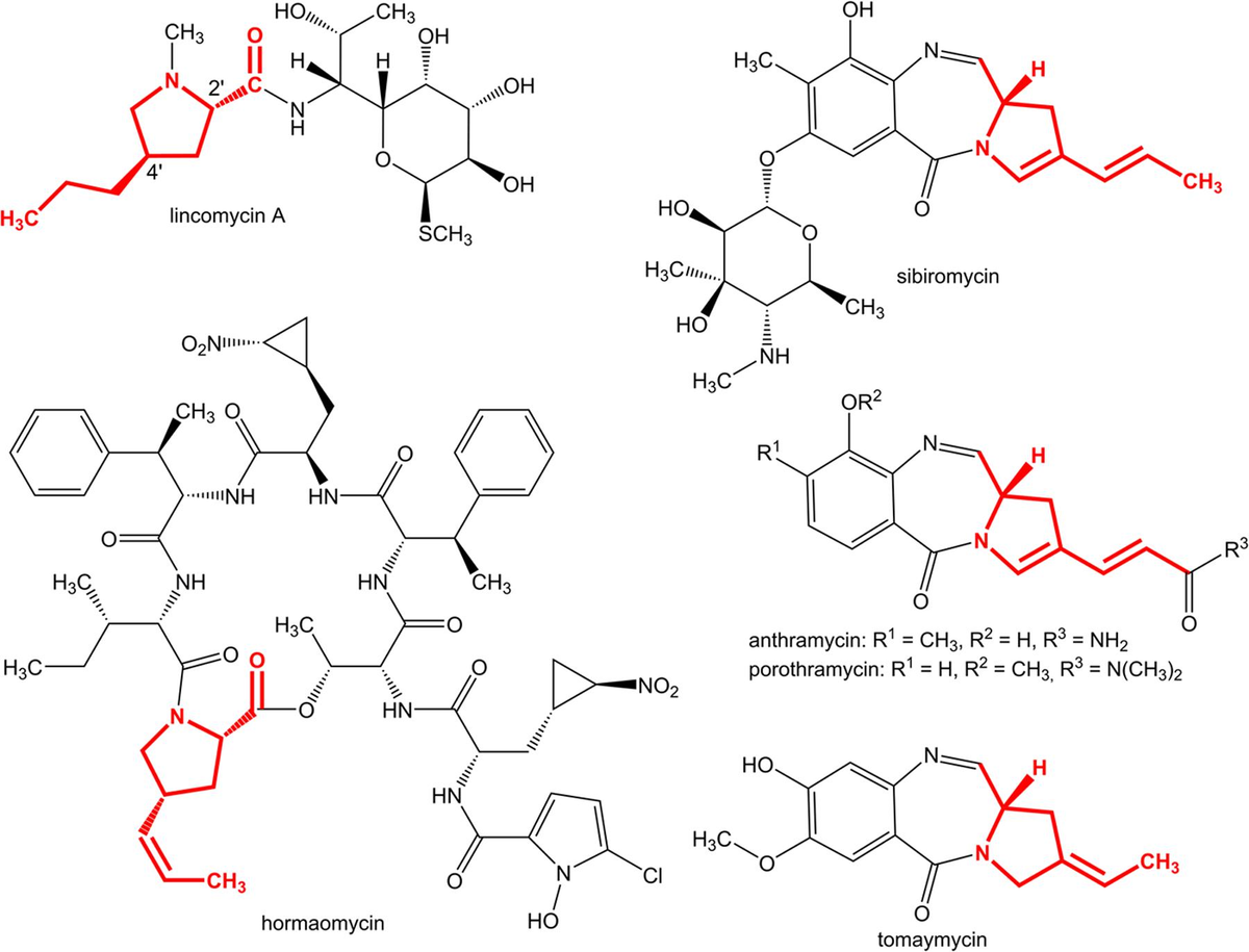 Frontiers | New Concept of the Biosynthesis of 4-Alkyl-L-Proline ...