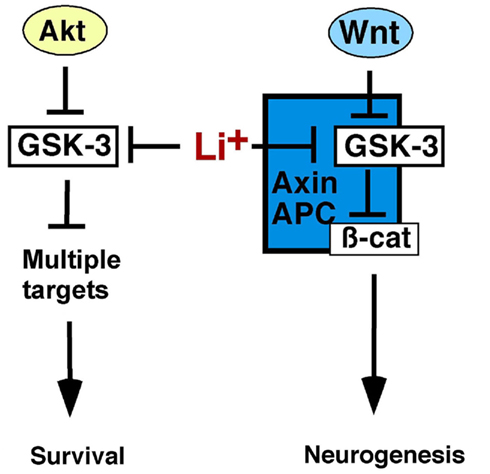 Frontiers | GSK-3 and Wnt Signaling in Neurogenesis and Bipolar Disorder