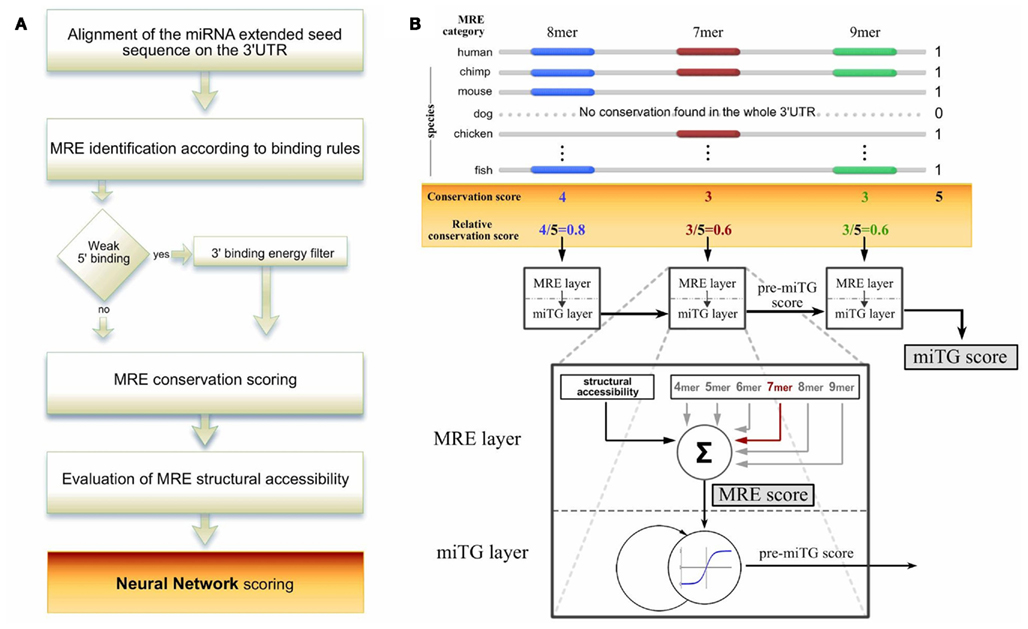Frontiers | Accurate microRNA target prediction using detailed binding ...
