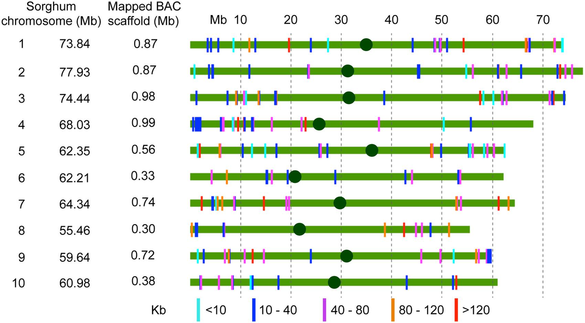 Frontiers | BAC-Pool Sequencing and Assembly of 19 Mb of the Complex ...