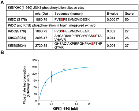 Frontiers | KIF5C S176 Phosphorylation Regulates Microtubule Binding ...