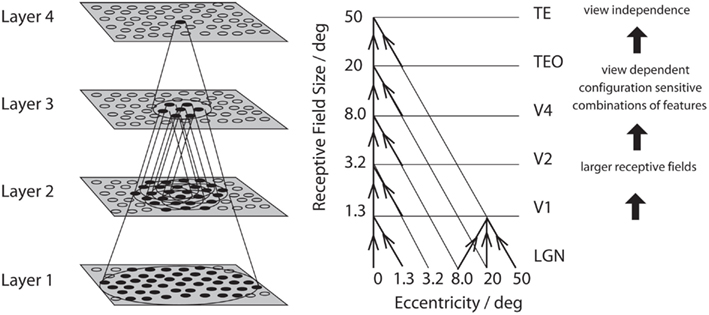 Frontiers | Invariant Visual Object and Face Recognition: Neural and Computational Bases, and a ...