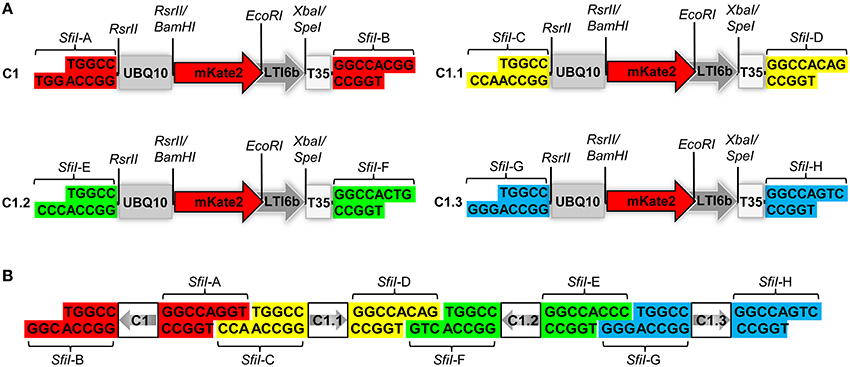 Frontiers | COLORFUL-Circuit: A Platform for Rapid Multigene Assembly ...
