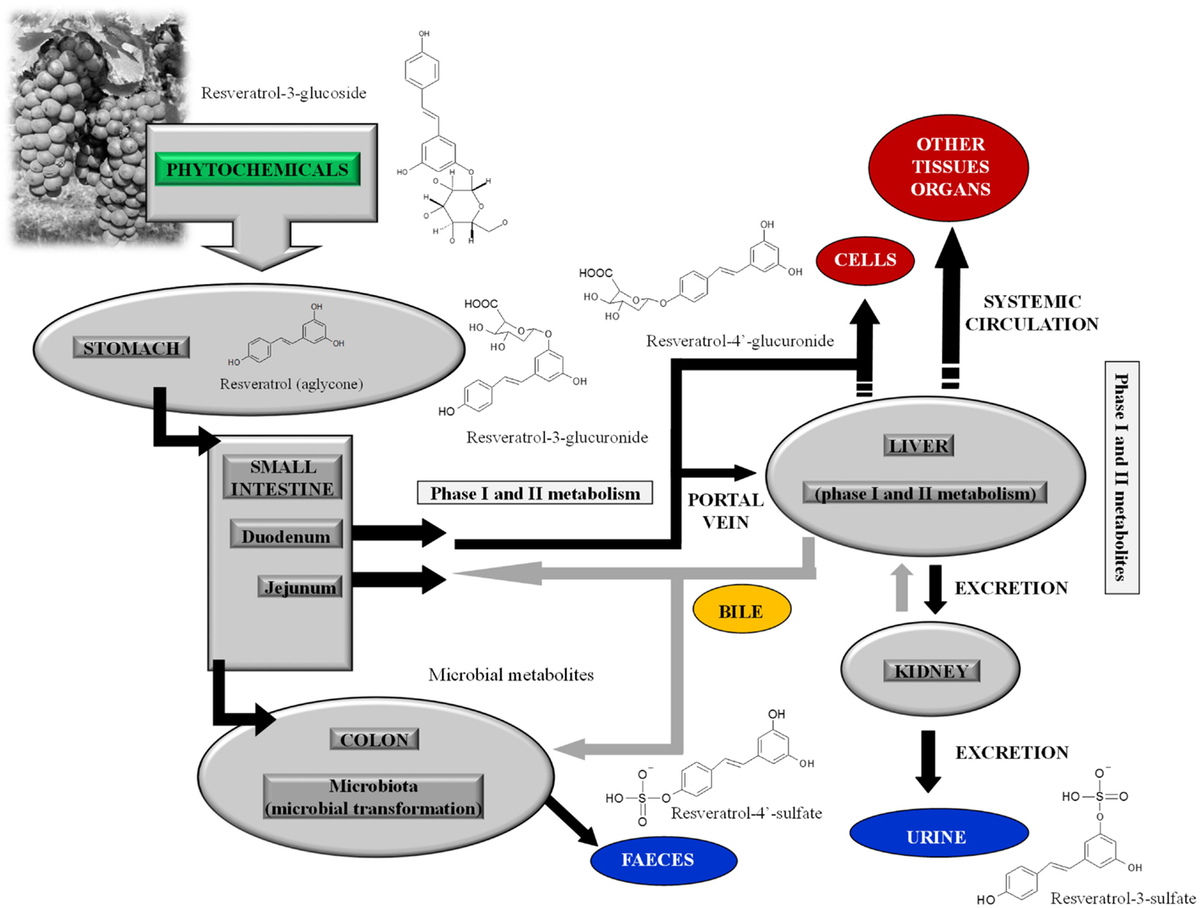 Frontiers | Anticancer Molecular Mechanisms of Resveratrol