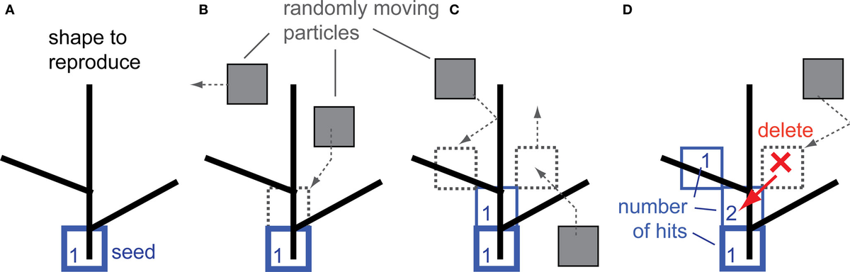 Frontiers | Measuring Neuronal Branching Patterns Using Model-Based ...