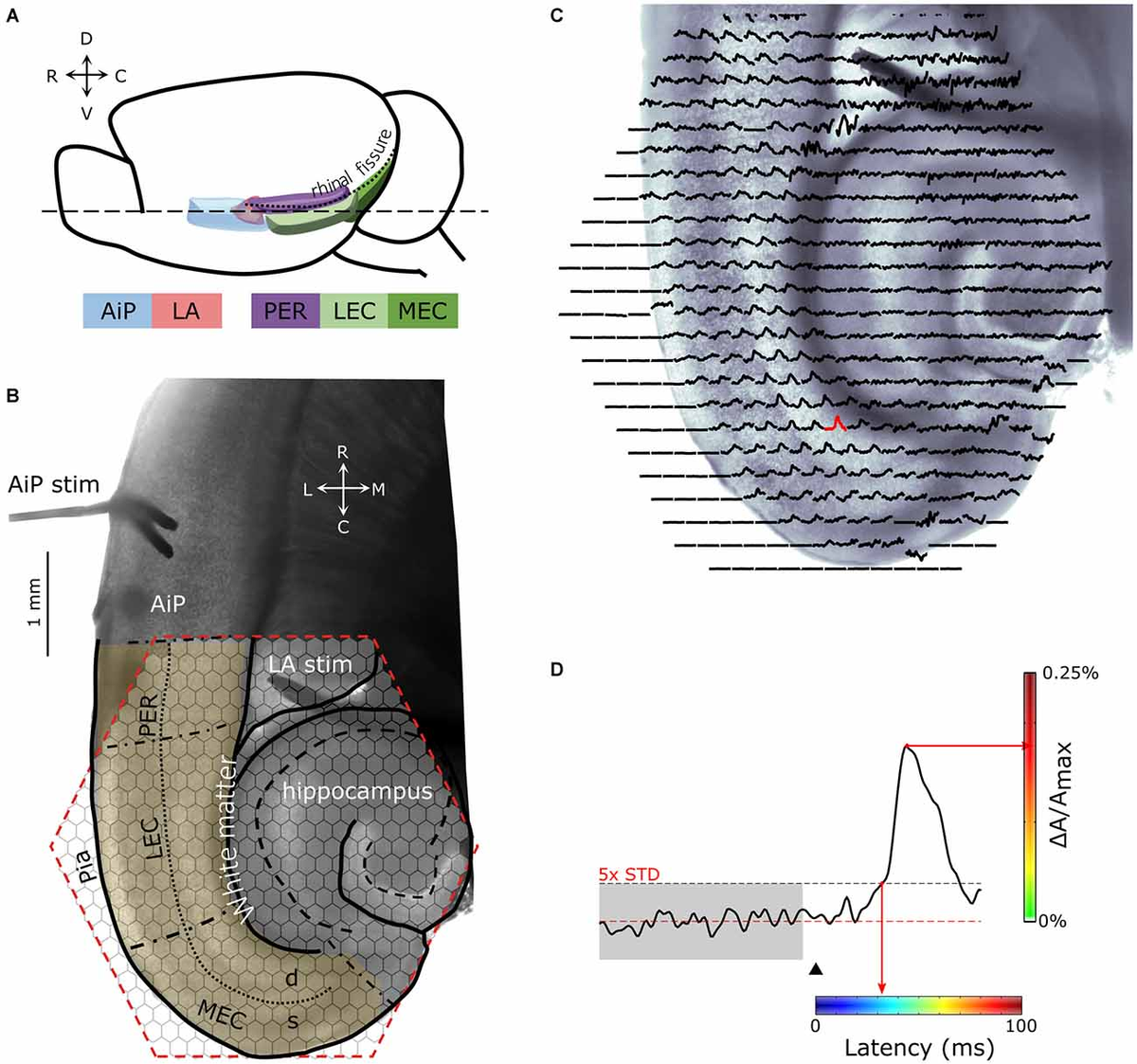 Frontiers Distinct Spatiotemporal Activation Patterns Of The