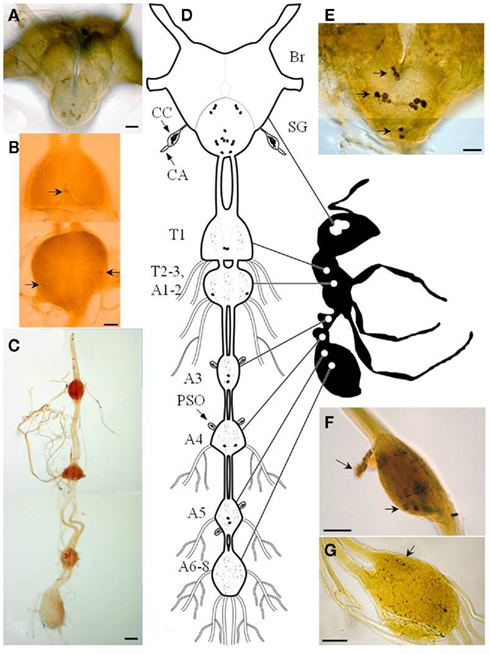 Frontiers | Molecular Structure and Diversity of PBAN/pyrokinin Family ...