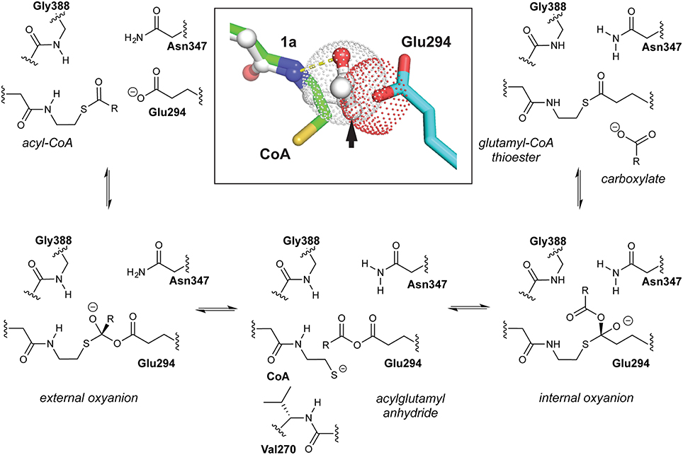 Frontiers | Functional Dissection of the Bipartite Active Site of the ...