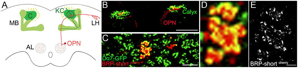 Frontiers | Super Resolution Imaging of Genetically Labeled Synapses in ...