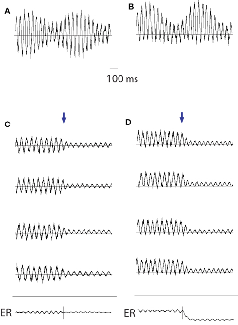 Frontiers | Rhythmic Pulsing: Linking Ongoing Brain Activity with ...