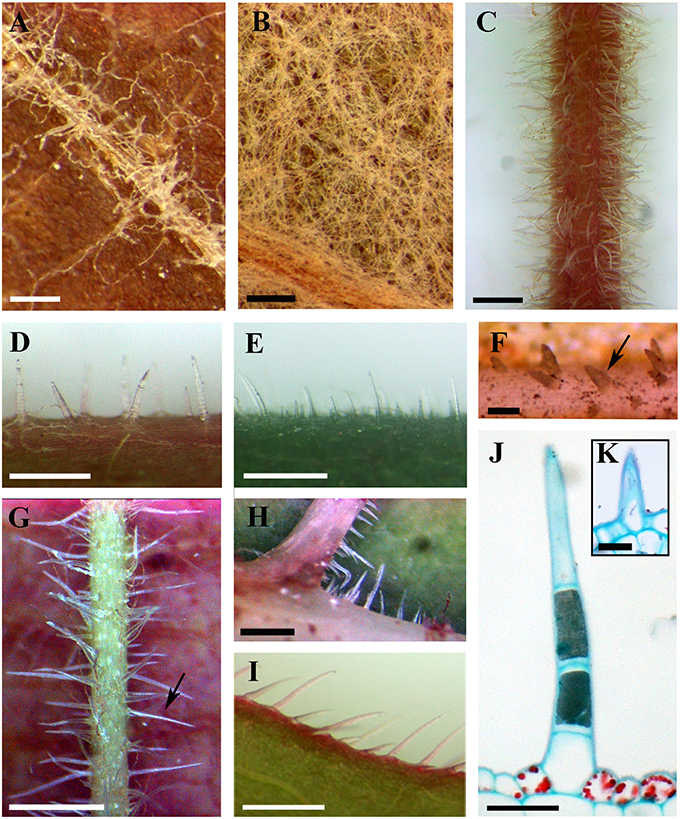 Frontiers | Morphology, Structure, and Ontogeny of Trichomes of the ...