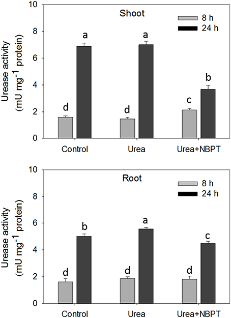 Frontiers | Short-Term Treatment with the Urease Inhibitor N-(n-Butyl ...