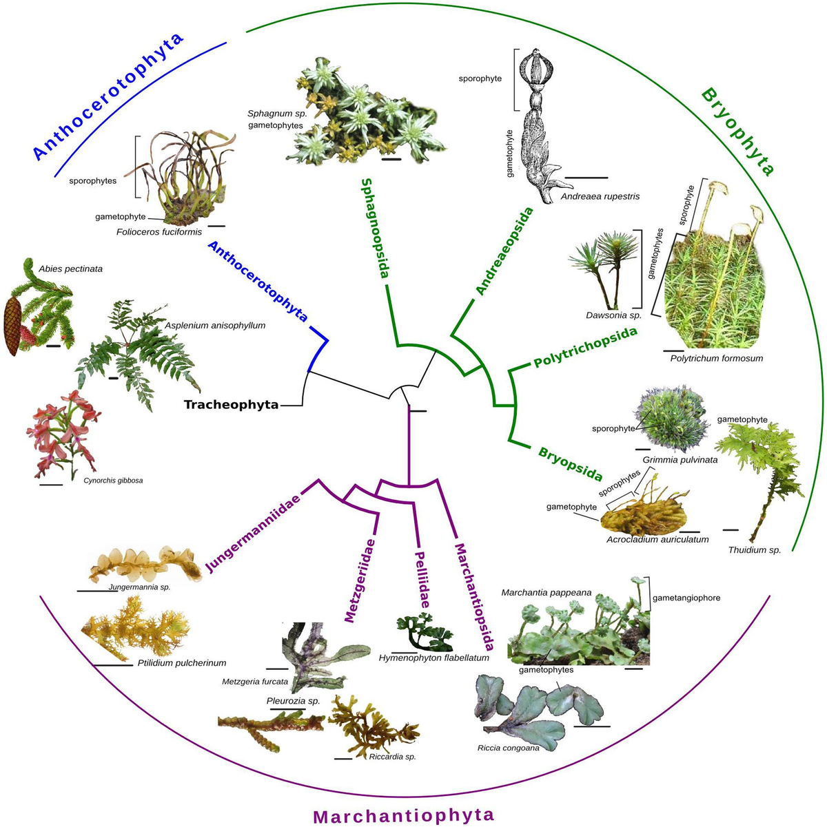 Frontiers | Morphogeometric Approaches to Non-vascular Plants