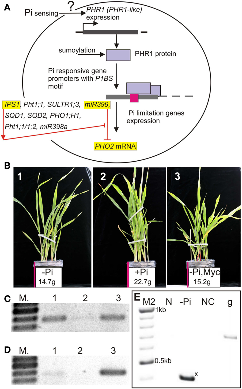 Frontiers | The Role of the P1BS Element Containing Promoter-Driven ...