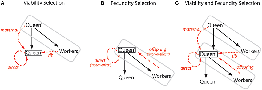 Frontiers | Theoretical Predictions for Sociogenomic Data: The Effects ...