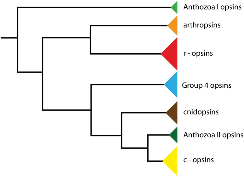 Frontiers | Immunolocalization of Arthropsin in the Onychophoran ...