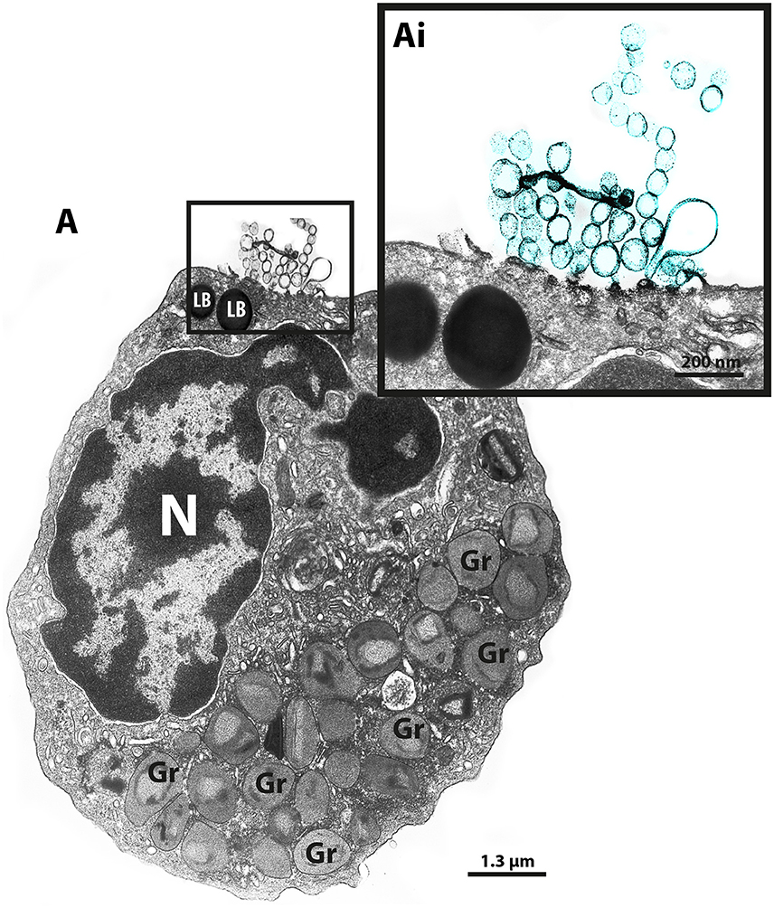 Frontiers | Extracellular Microvesicle Production by Human Eosinophils ...