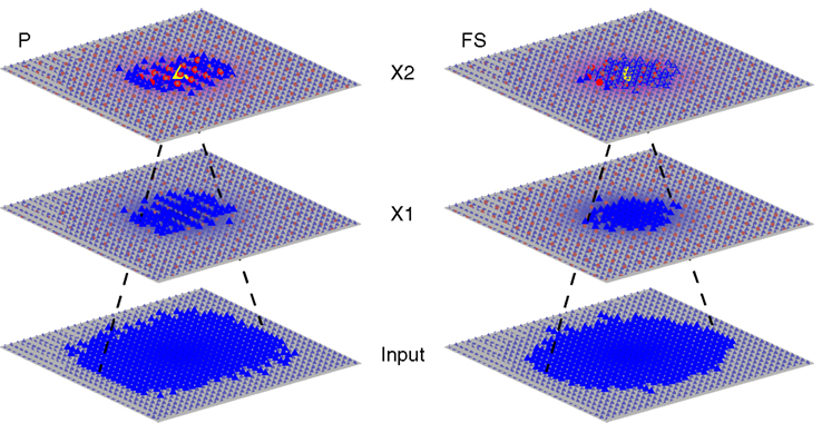 Frontiers | What do We Gain from Gamma? Local Dynamic Gain Modulation ...