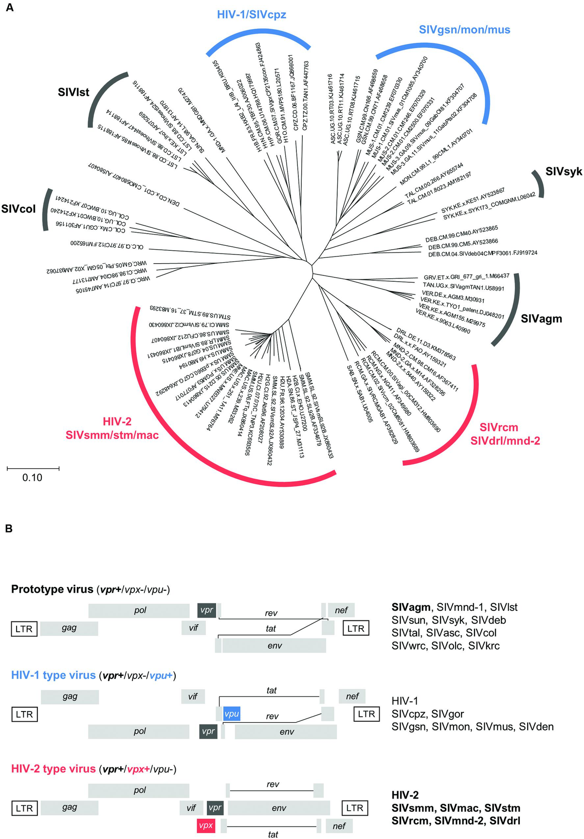 Frontiers | Expression Profiles of Vpx/Vpr Proteins Are Co-related with ...