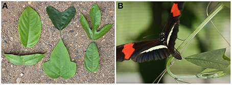 Frontiers | Butterfly Learning and the Diversification of Plant Leaf Shape