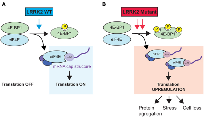 Frontiers | LRRK2 in Transcription and Translation Regulation ...
