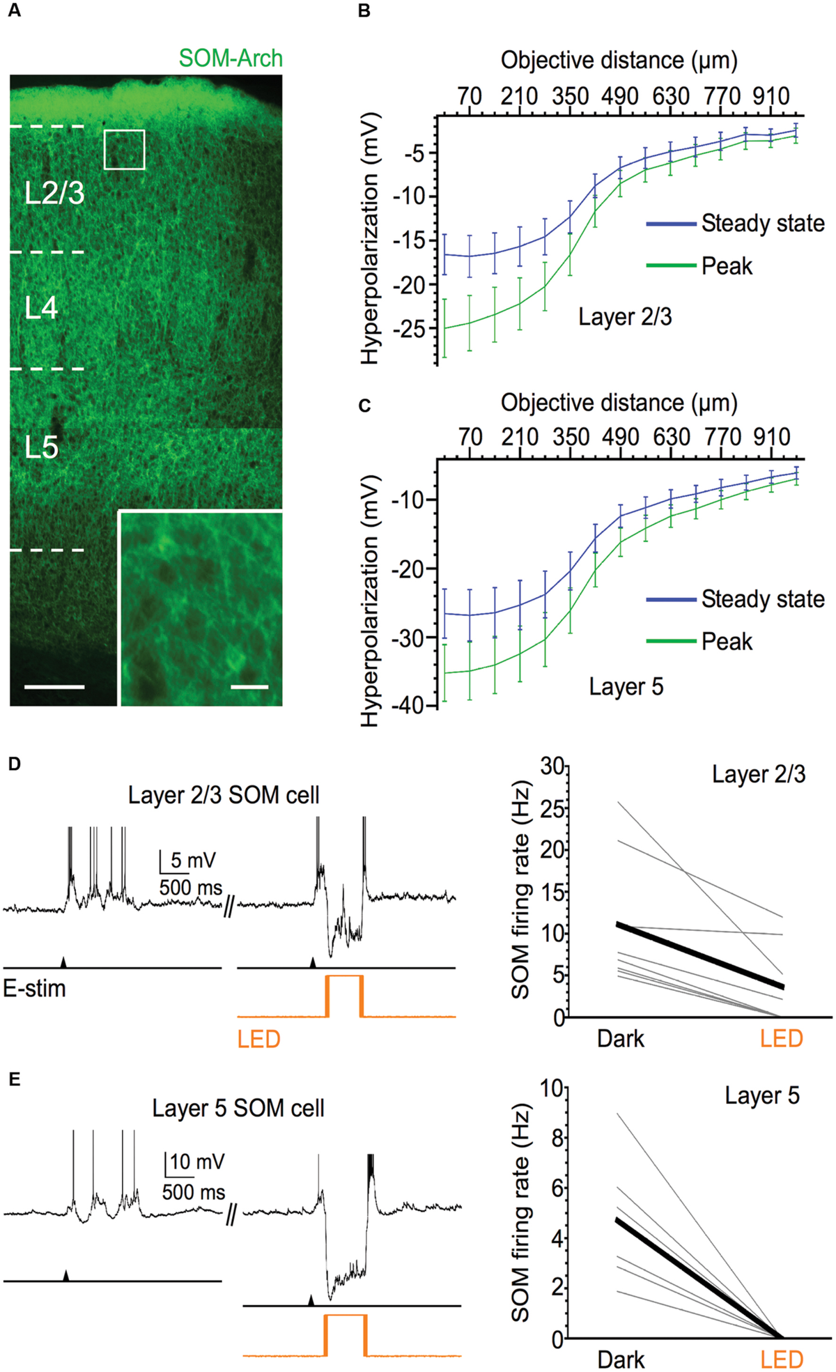 Frontiers | Distinct Roles of SOM and VIP Interneurons during Cortical ...