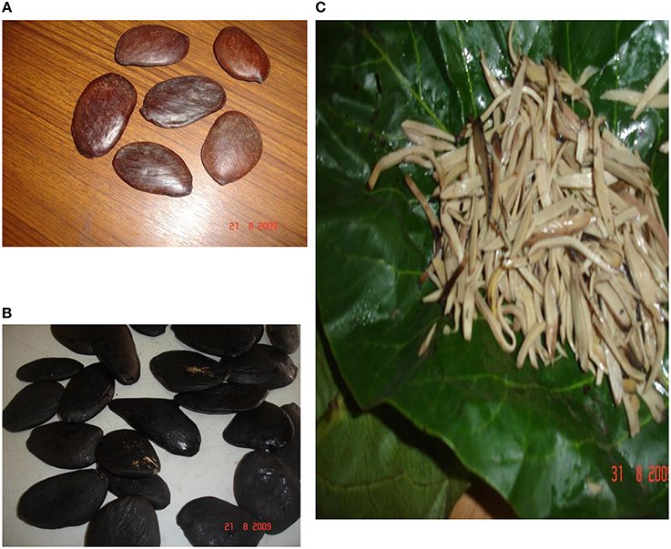 Frontiers | The Biotechnology of Ugba, a Nigerian Traditional Fermented ...