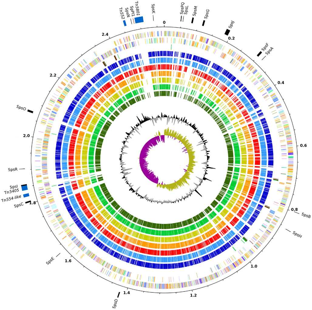 Frontiers | Comparative Genomics of the Staphylococcus intermedius ...