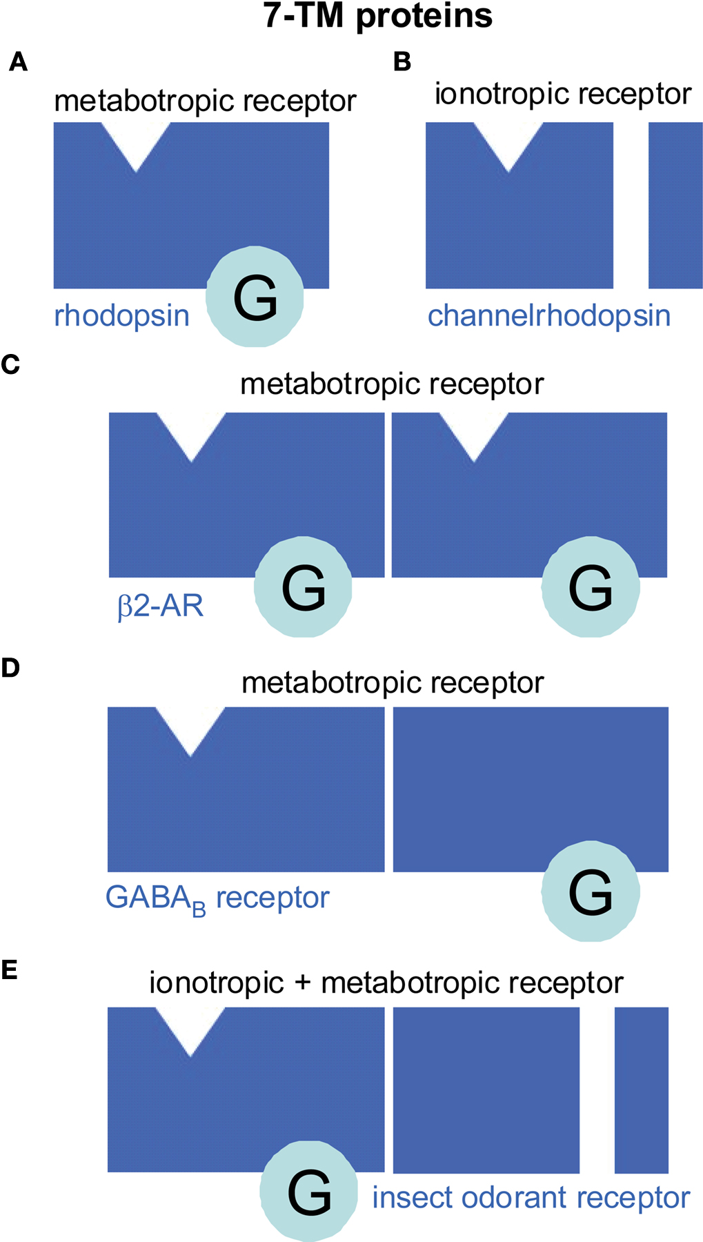 Frontiers | Design principles of sensory receptors