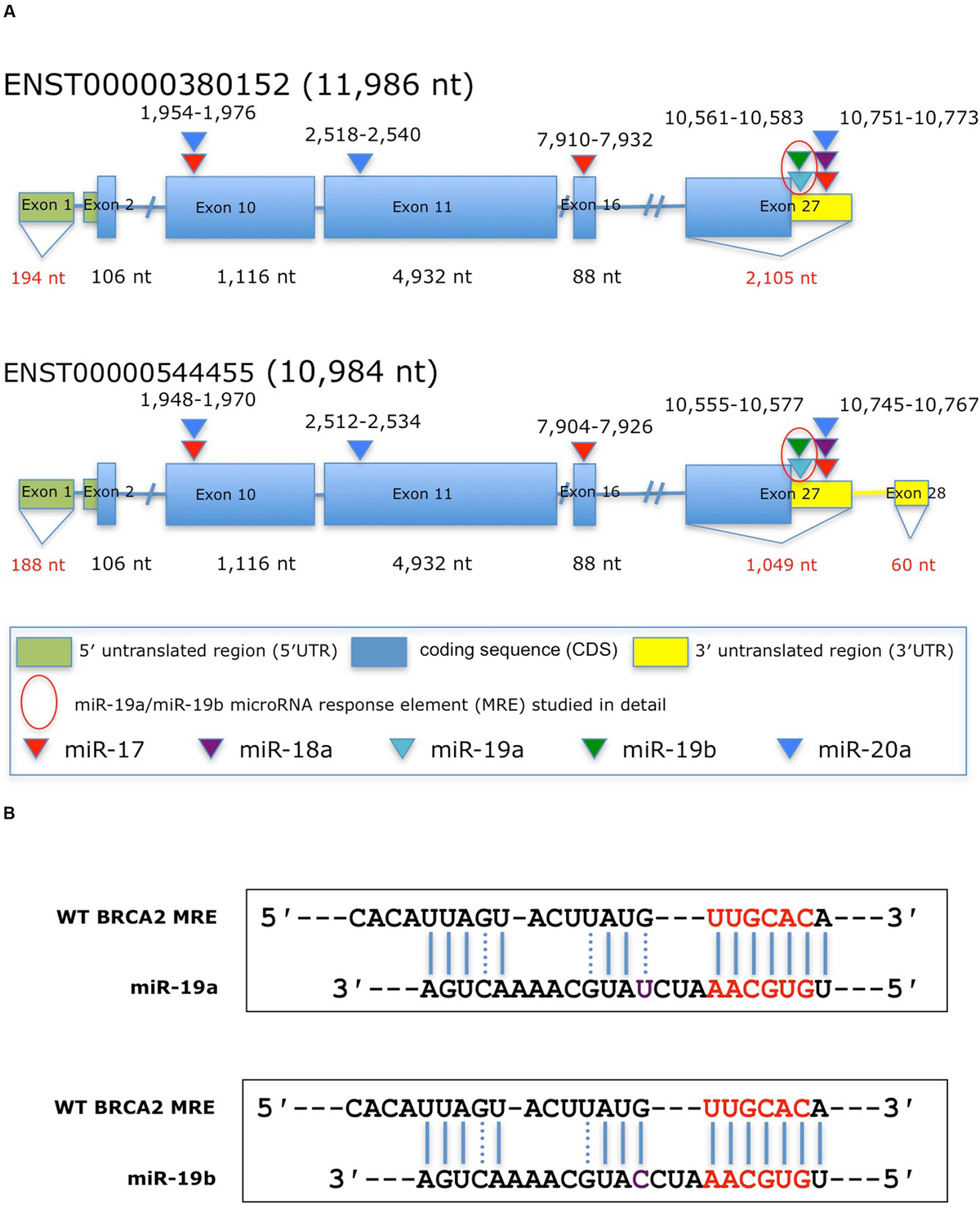 Frontiers | Post-transcriptional Regulation of BRCA2 through ...