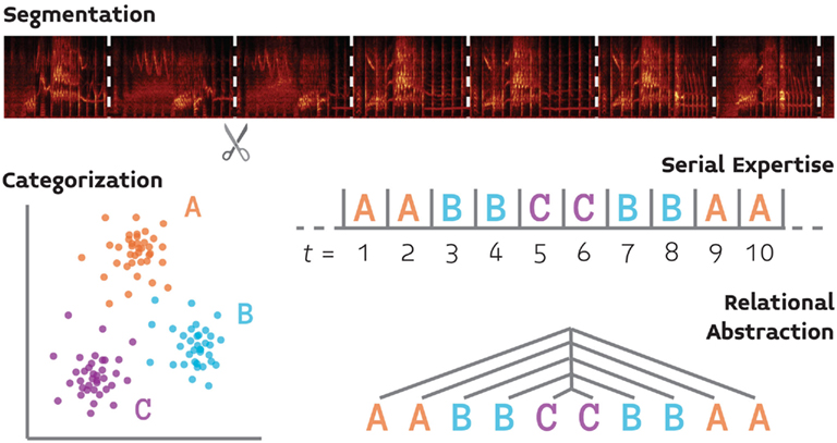 Frontiers | Targets for a Comparative Neurobiology of Language