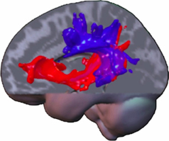 Frontiers | The dual loop model: its relation to language and other ...