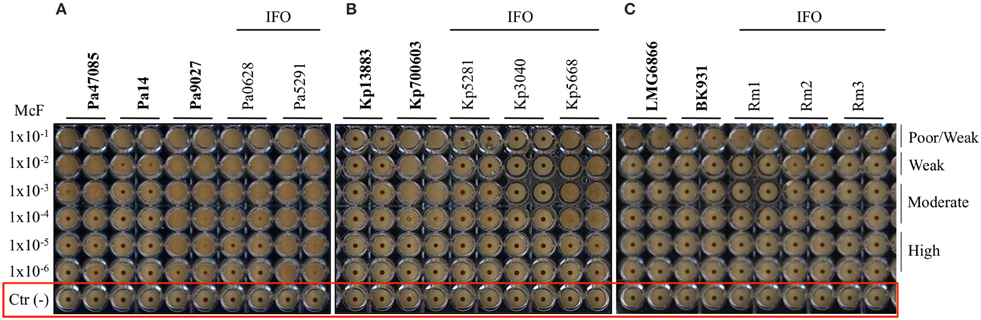 Frontiers | Development of an in vitro Assay, Based on the BioFilm Ring ...