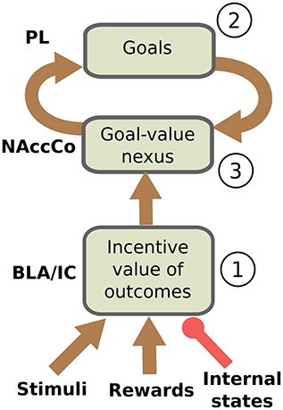 Frontiers | Goal-Directed Behavior and Instrumental Devaluation: A ...