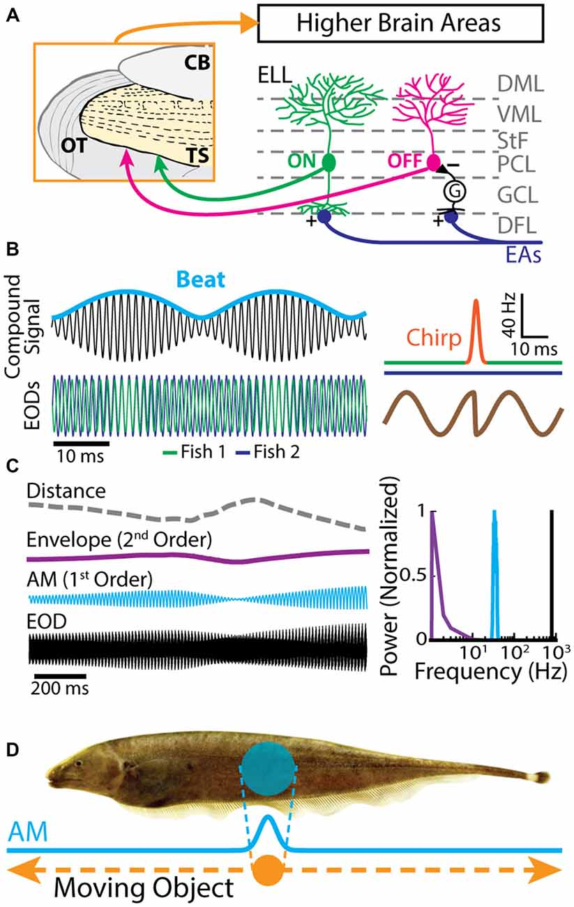 Frontiers | Burst Firing in the Electrosensory System of Gymnotiform ...