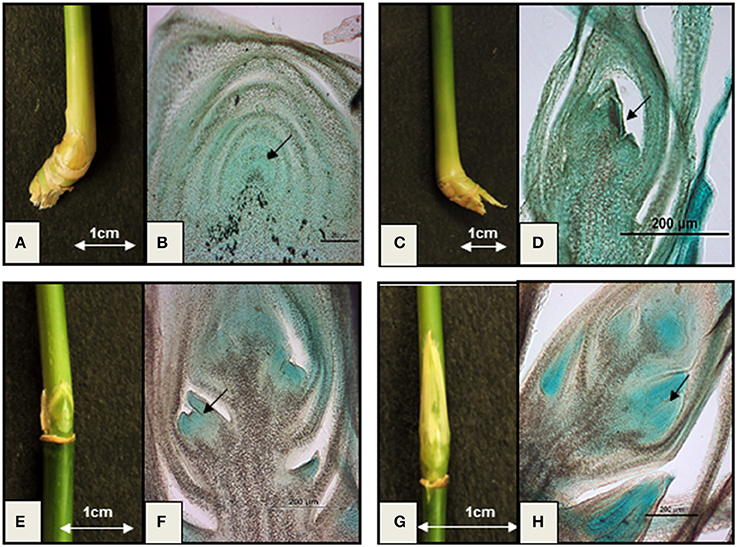 Frontiers | Bamboo Flowering from the Perspective of Comparative ...