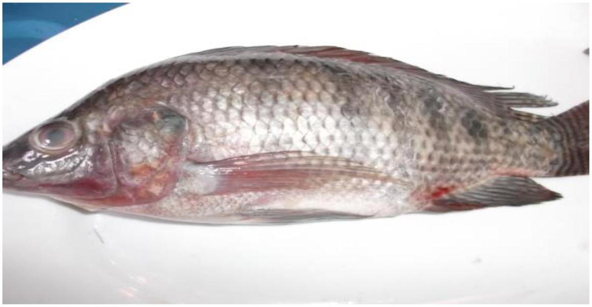 Frontiers | Dispersion of the Vancomycin Resistance Genes vanA and vanC ...