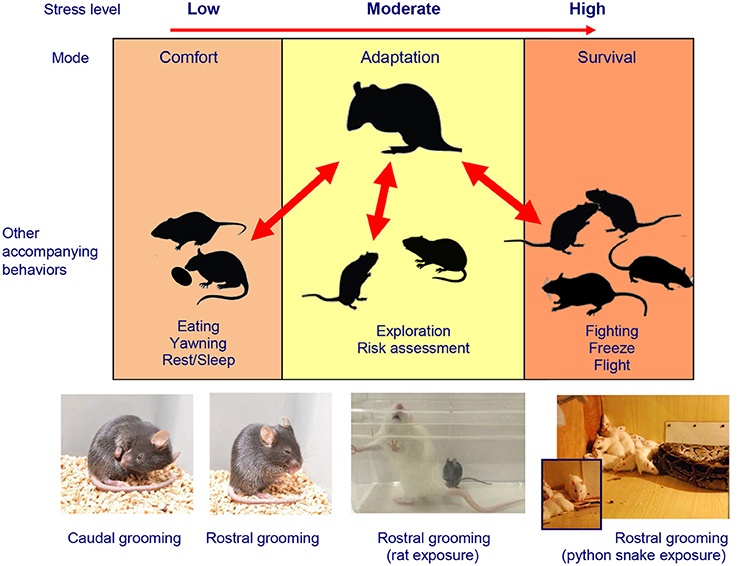 Frontiers | Commentary: Ethological Evaluation of the Effects of Social ...