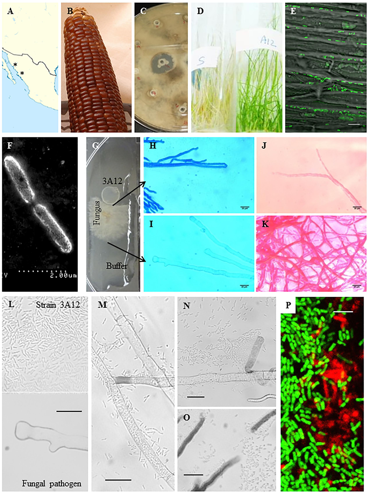 Frontiers | Genes Required for the Anti-fungal Activity of a Bacterial ...