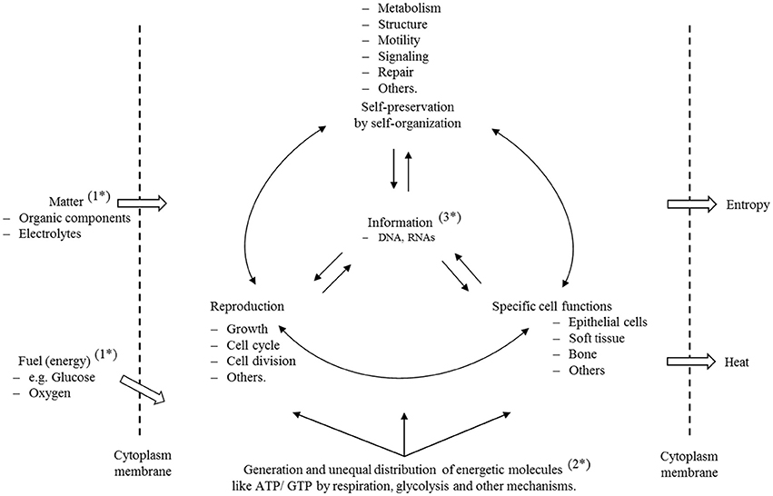 Frontiers | Origin of Cancer: An Information, Energy, and Matter Disease