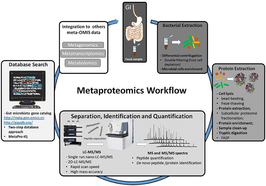 Frontiers | Metaproteomics as a Complementary Approach to Gut ...