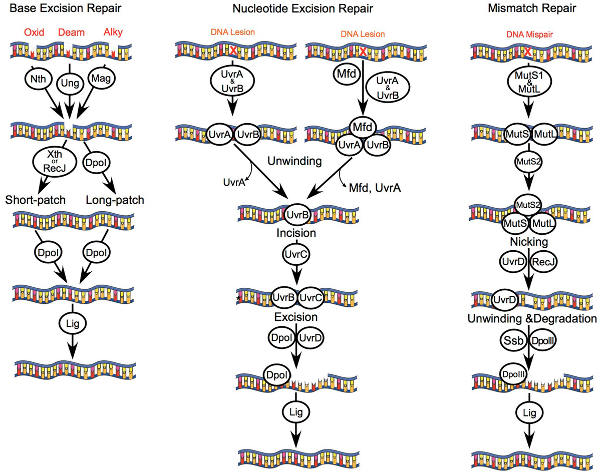 Frontiers | The Nucleotide Excision Repair Pathway Protects Borrelia ...