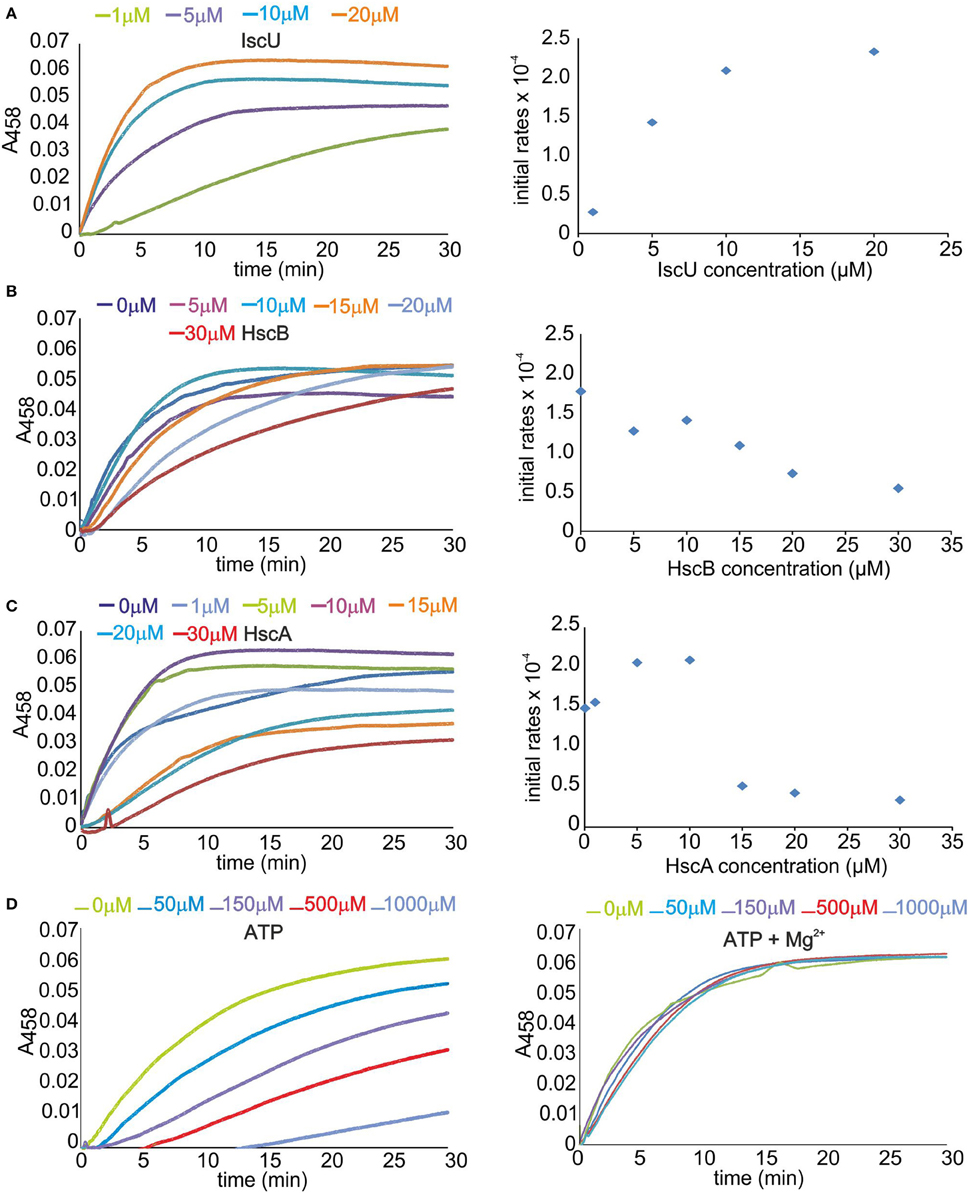 Frontiers | A New Tessera into the Interactome of the isc Operon: A ...