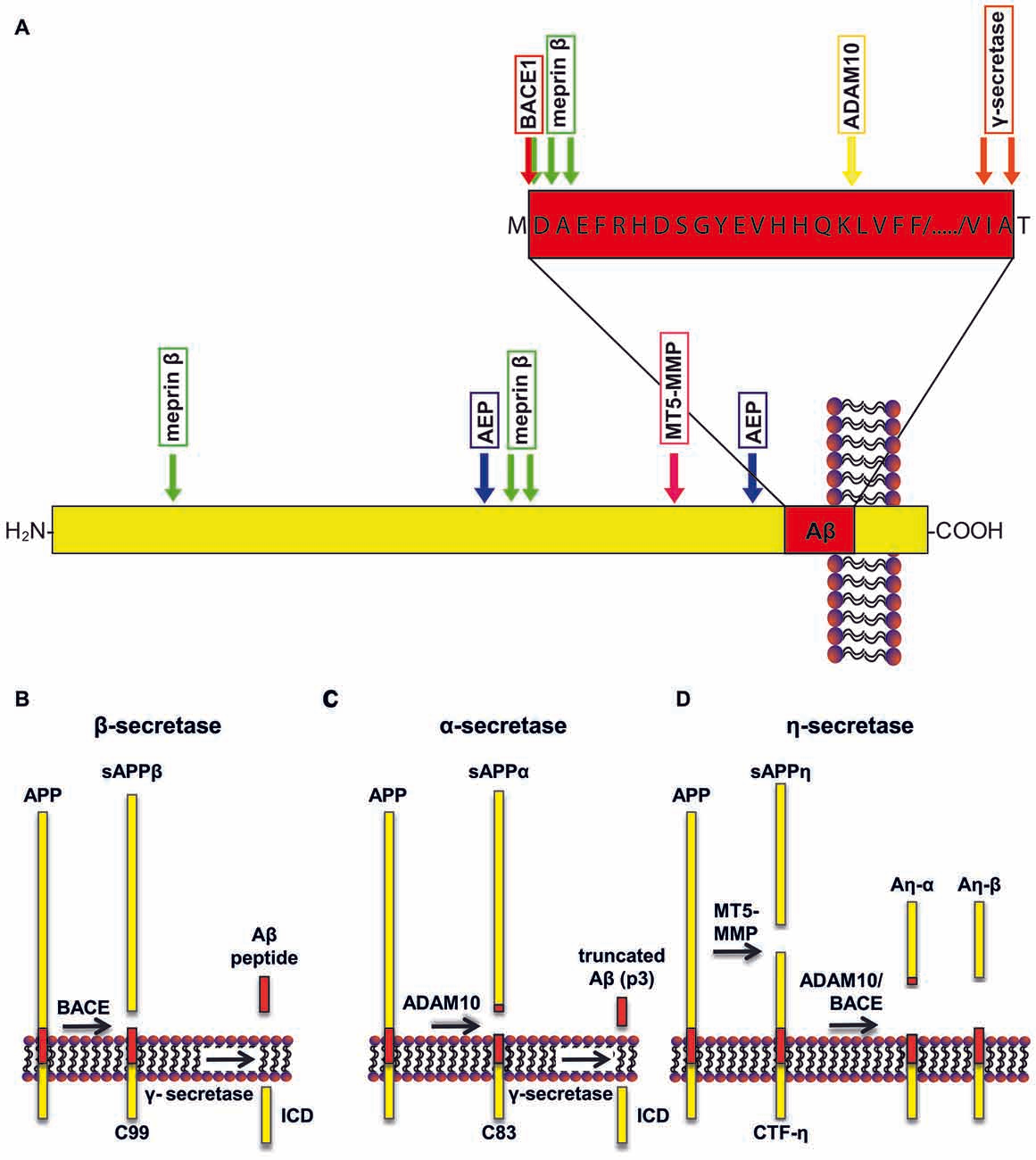 Frontiers | Proteomic Substrate Identification for Membrane Proteases ...
