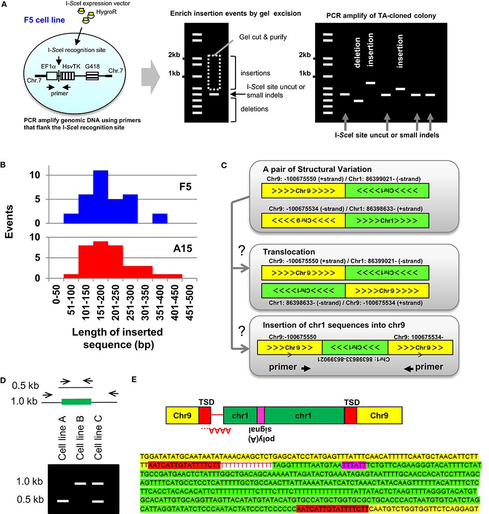 Frontiers | Templated Sequence Insertion Polymorphisms in the Human Genome