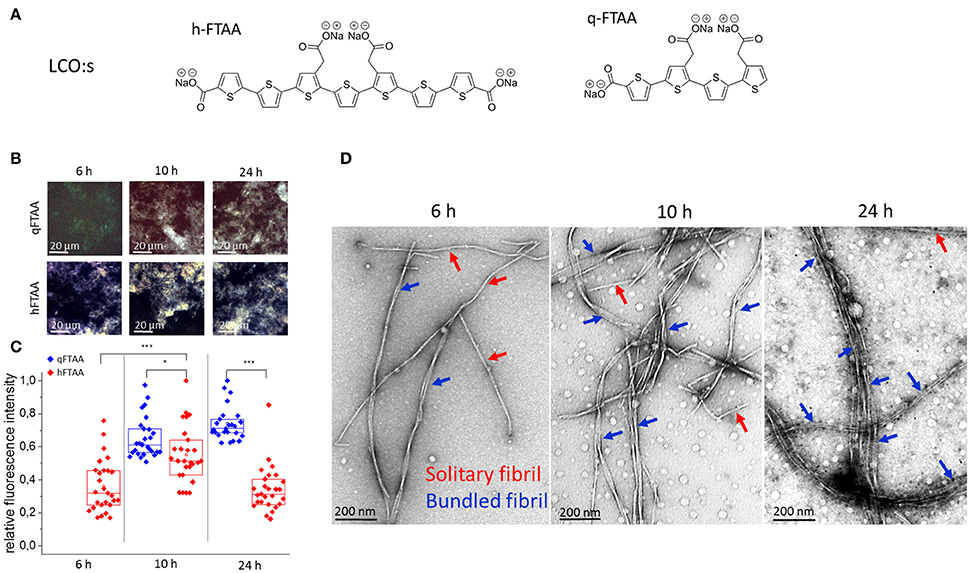 Frontiers | Nanoscale Structure and Spectroscopic Probing of Aβ1-40 ...
