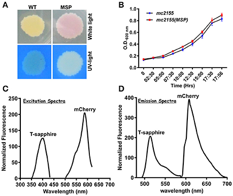 Frontiers | Imaging the NADH:NAD+ Homeostasis for Understanding the ...