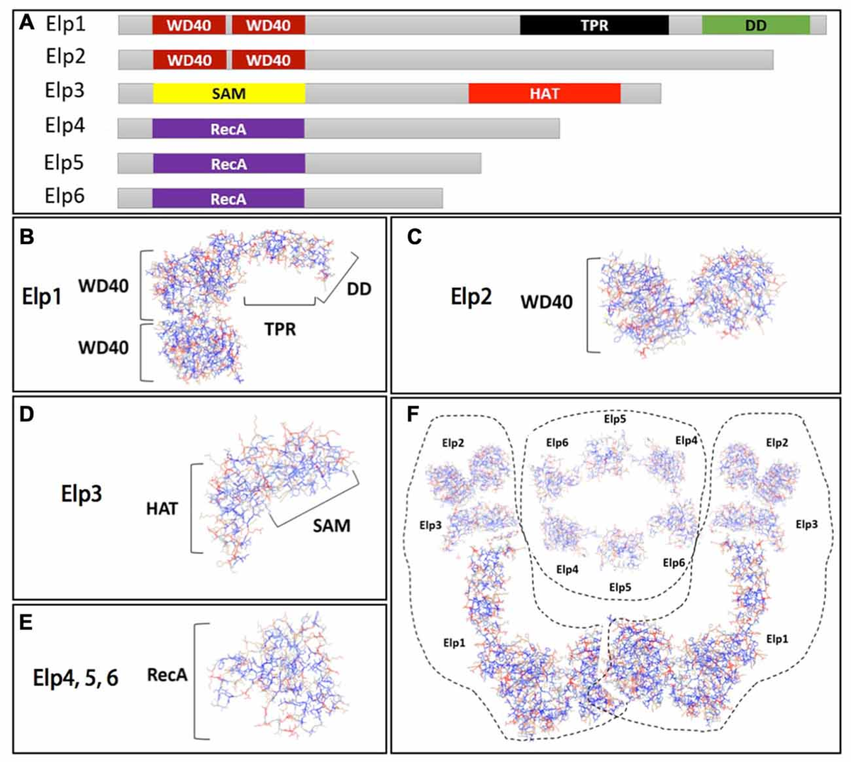 Frontiers | The Many Faces of Elongator in Neurodevelopment and Disease