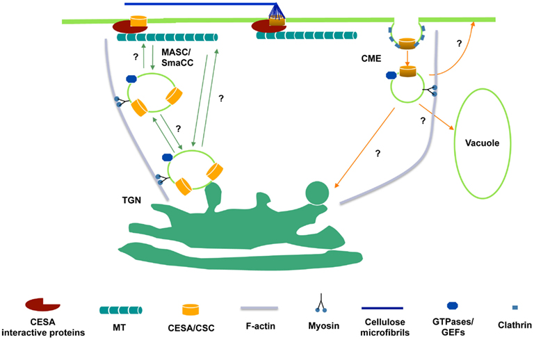 Frontiers | Cellulose Synthase Complexes: Composition and Regulation