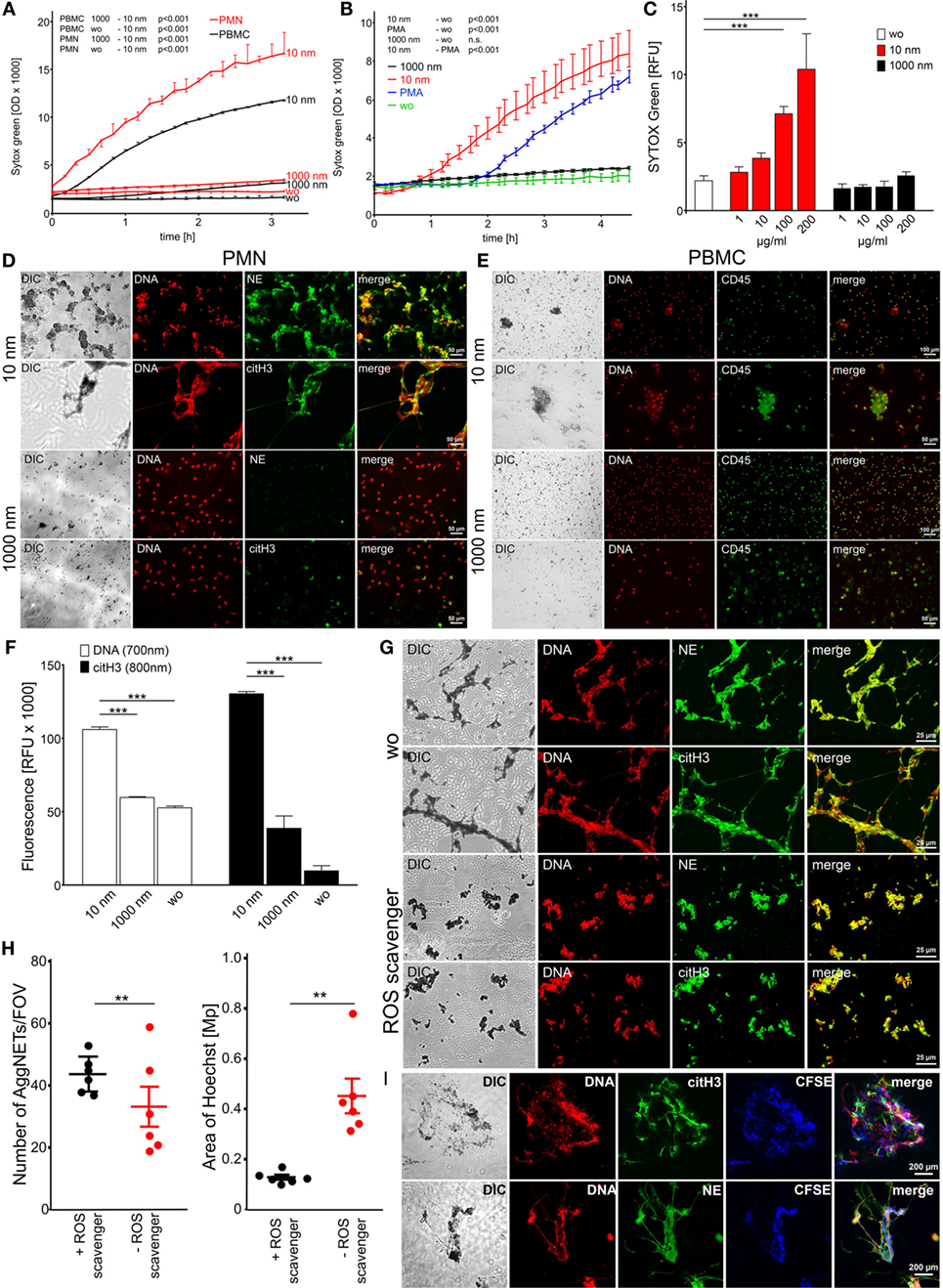 Frontiers | Oxidative Burst-Dependent NETosis Is Implicated in the ...